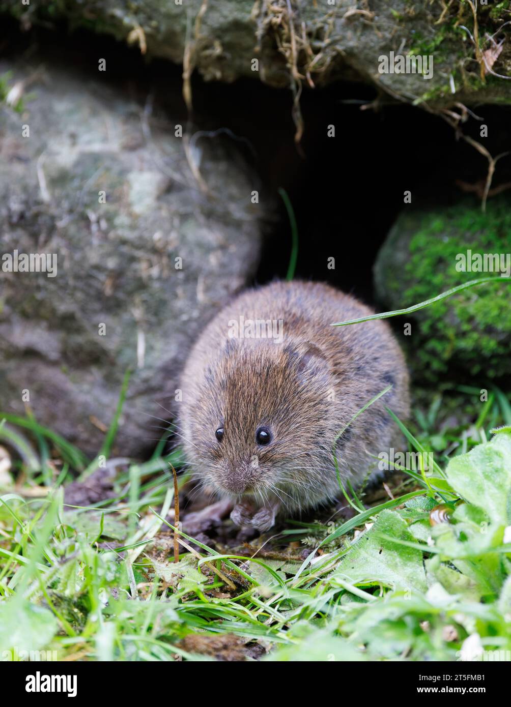 Bank Vole [ Myodes glareolus ] in dry stone grden wall Stock Photo - Alamy