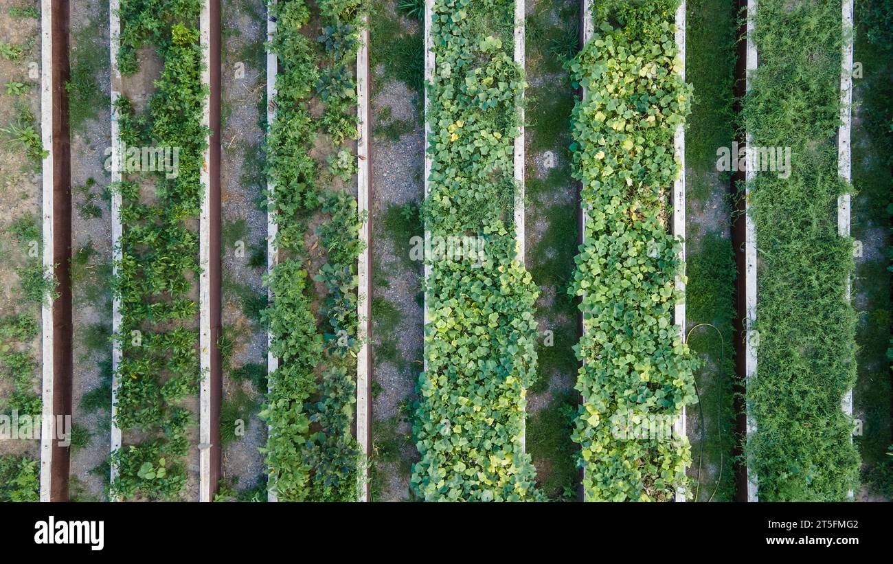 Plants on a plantation hi-res stock photography and images - Alamy