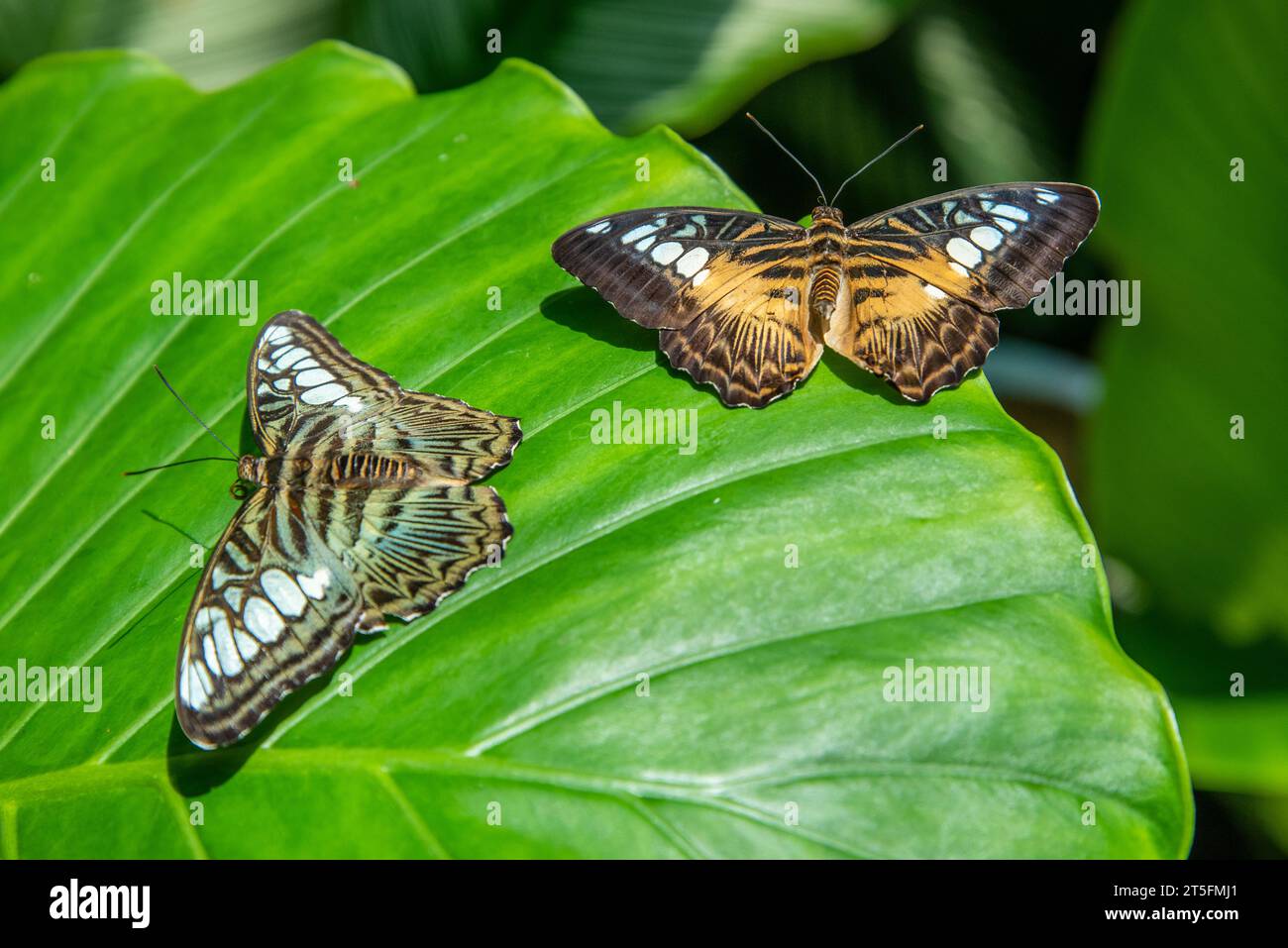 Two clipper butterflies, or Parthenos sylvia, on a large leaf Stock ...