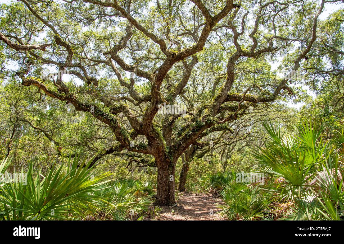 live oaks on cumberland Island National Seashore Stock Photo - Alamy