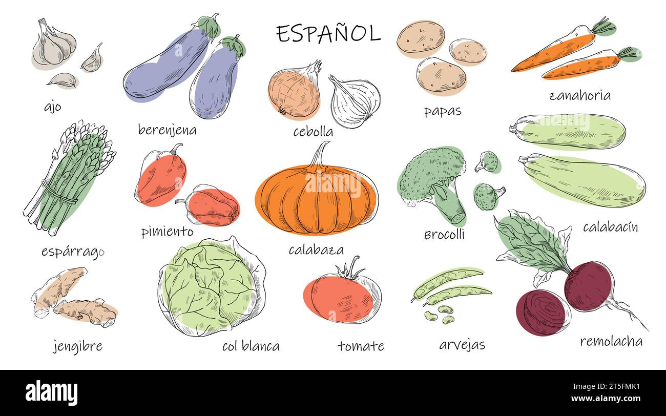 Vegetable drawing. Spanish vocabulary. Language kids education. Fresh ...