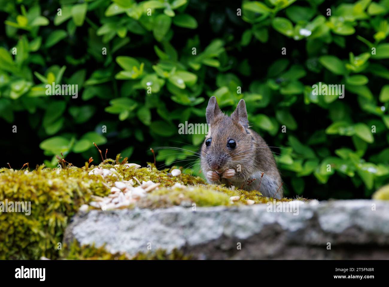 Wood mouse/field mouse [ Apodemus sylvaticus ] feeding on seeds left on ...
