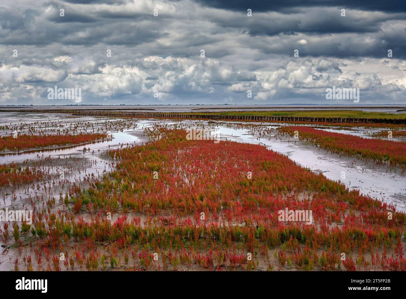 Salt Marsh with common Glasswort resp,Salicornia europaea on Eiderstedt ...