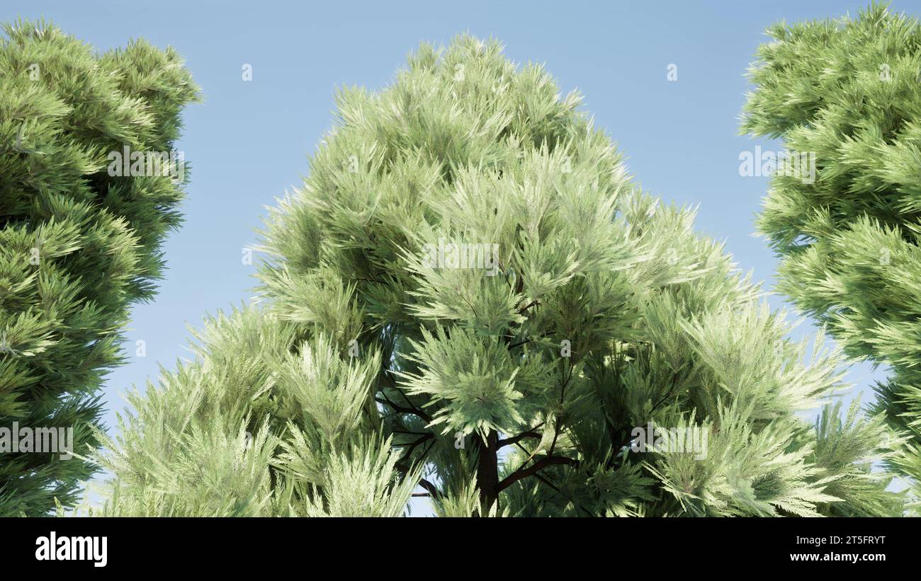 Flying over yellow green treetops hi-res stock photography and images - Alamy