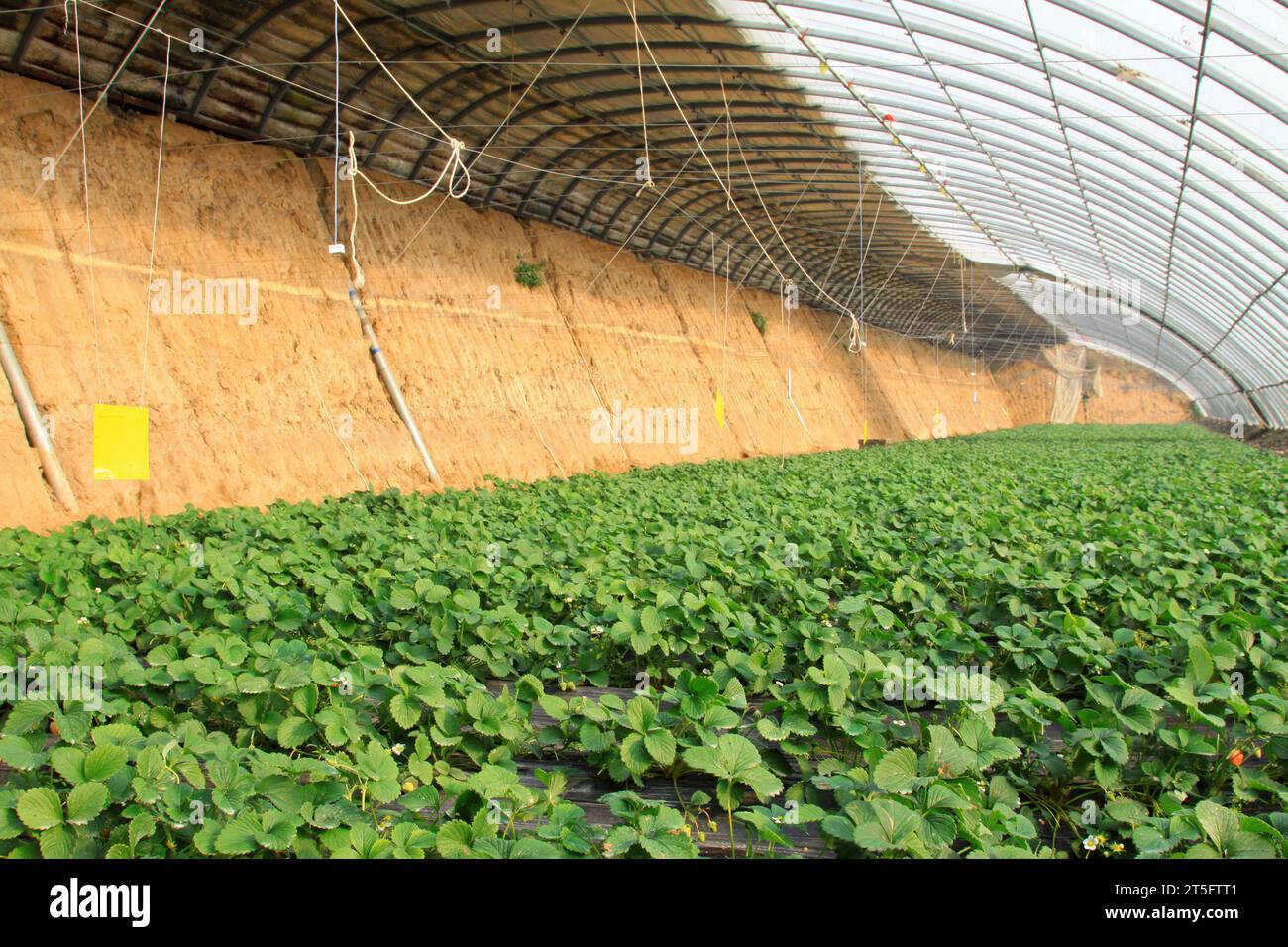 strawberry planting greenhouses internal landscape, closeup of photo ...