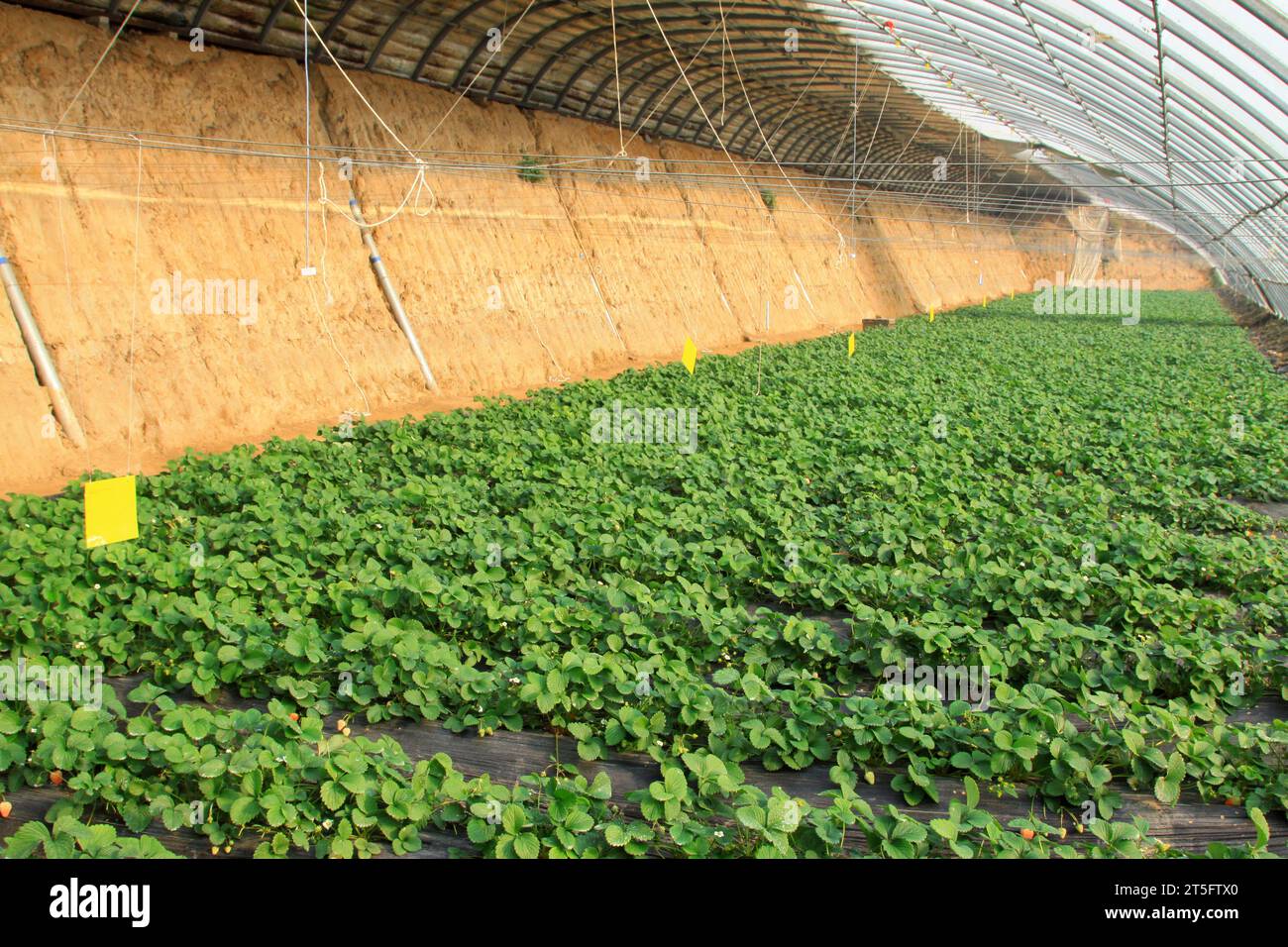 Plants internal features hi-res stock photography and images - Alamy