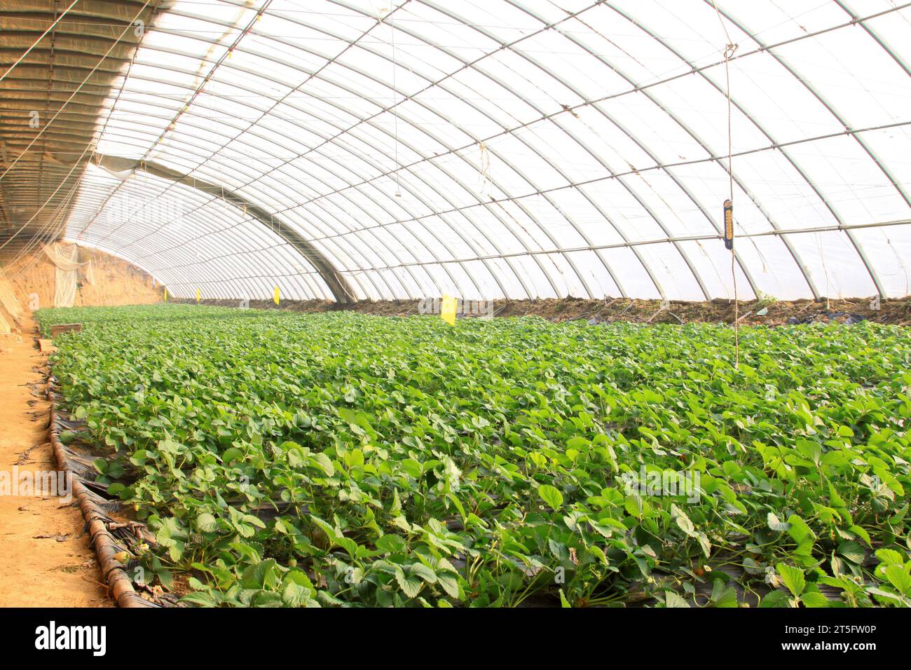 strawberry planting greenhouses internal landscape, closeup of photo ...