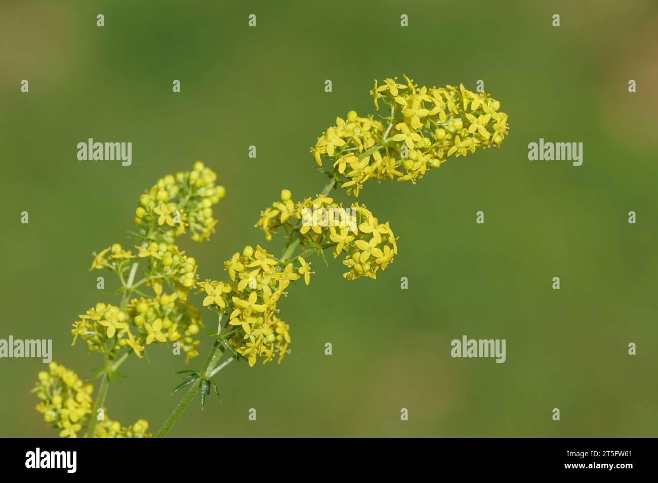 Closeup yellow flowers of lady's bedstraw, yellow bedstraw (Galium ...
