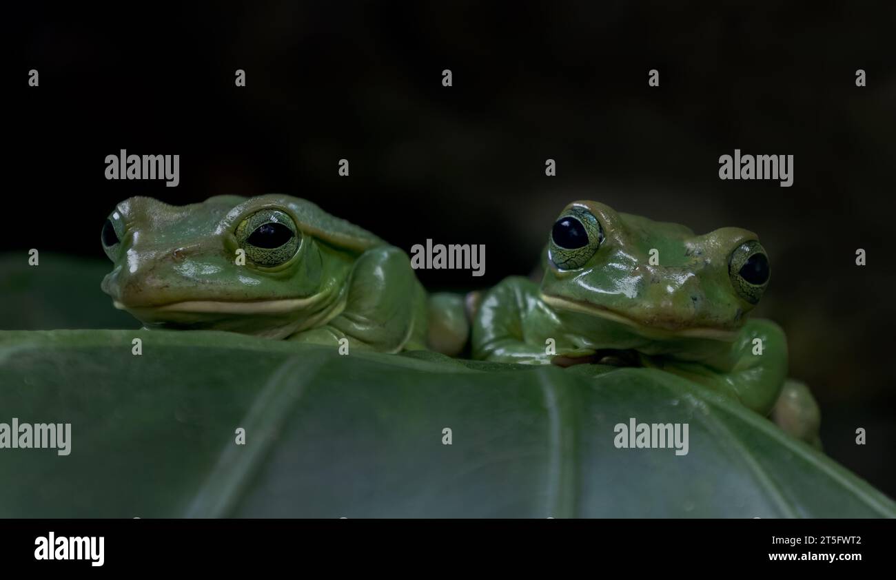 Thao whipping frog hi-res stock photography and images - Alamy