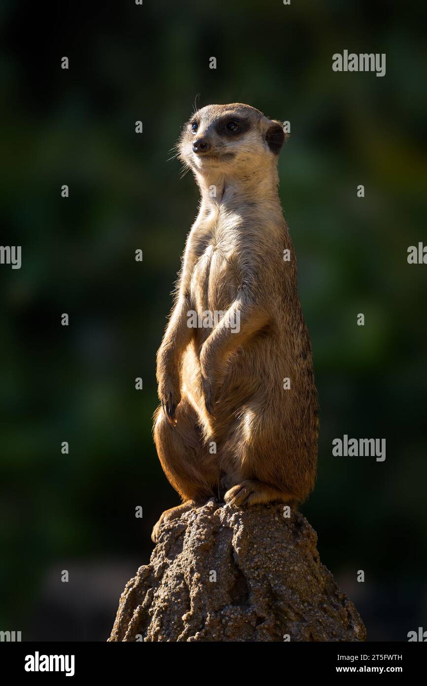 Meercat - Suricata suricatta, popular small carnivores from African ...