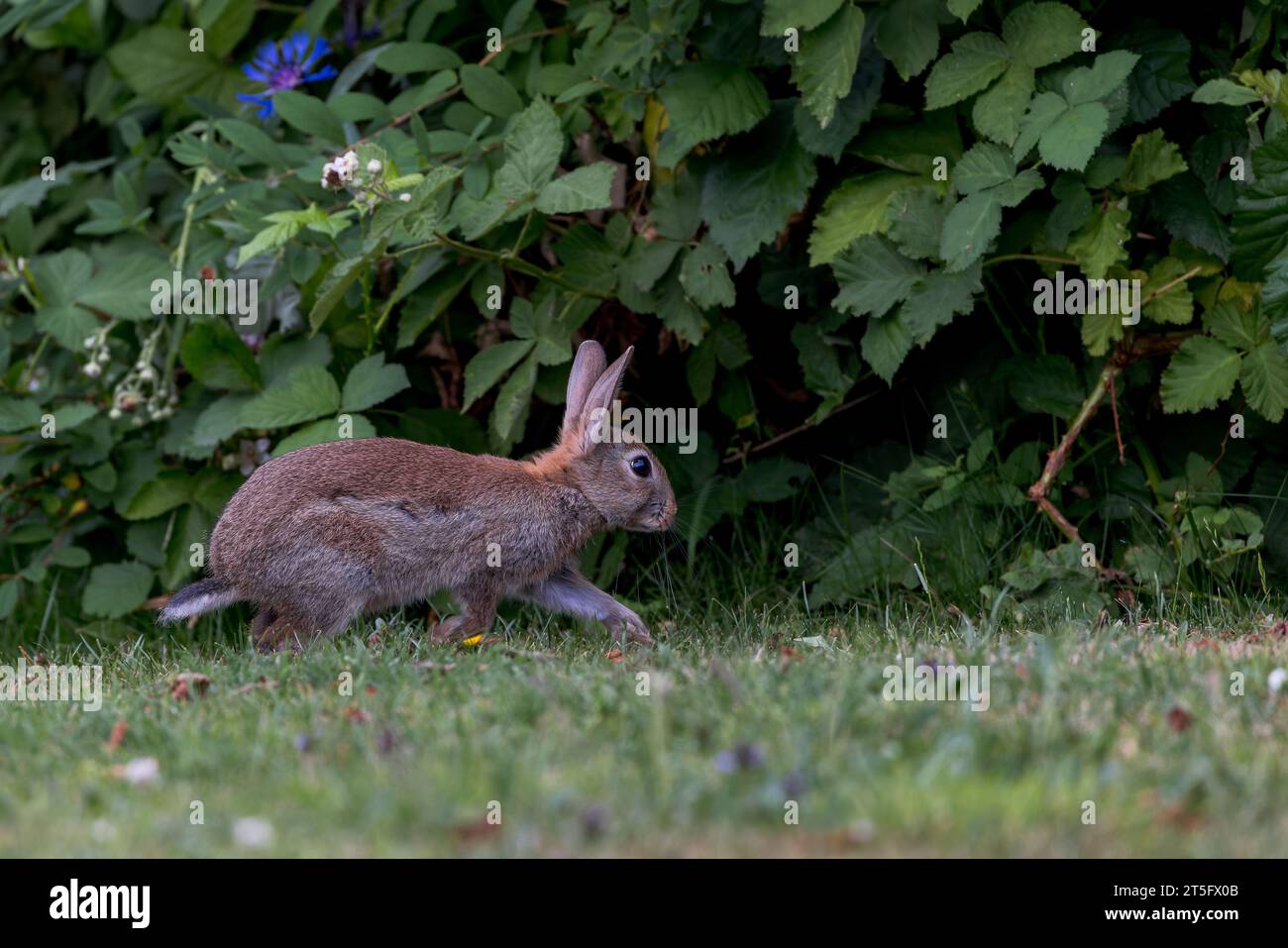 Rabbit [ Oryctolagus cuniculus ] in domestic garden Stock Photo - Alamy