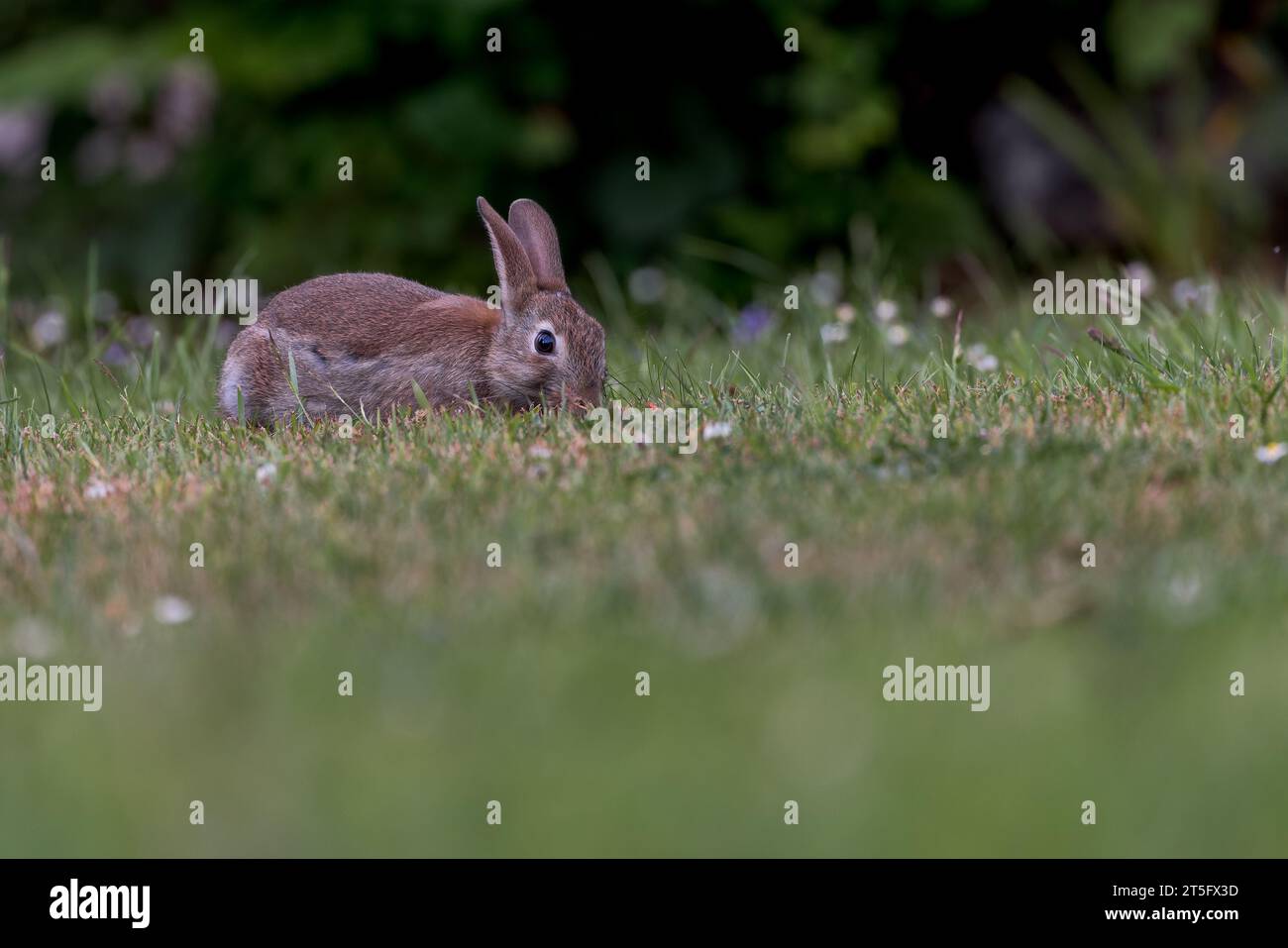 Wild british garden hi-res stock photography and images - Alamy