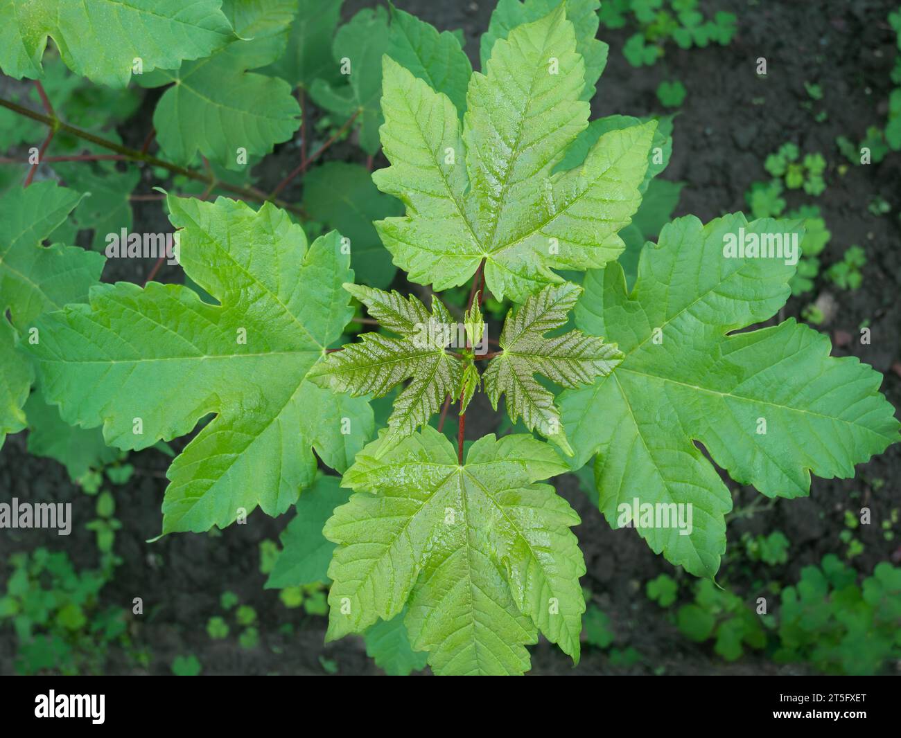 Hazel tree or Corylus avellana in Latin with dew covered young tender ...