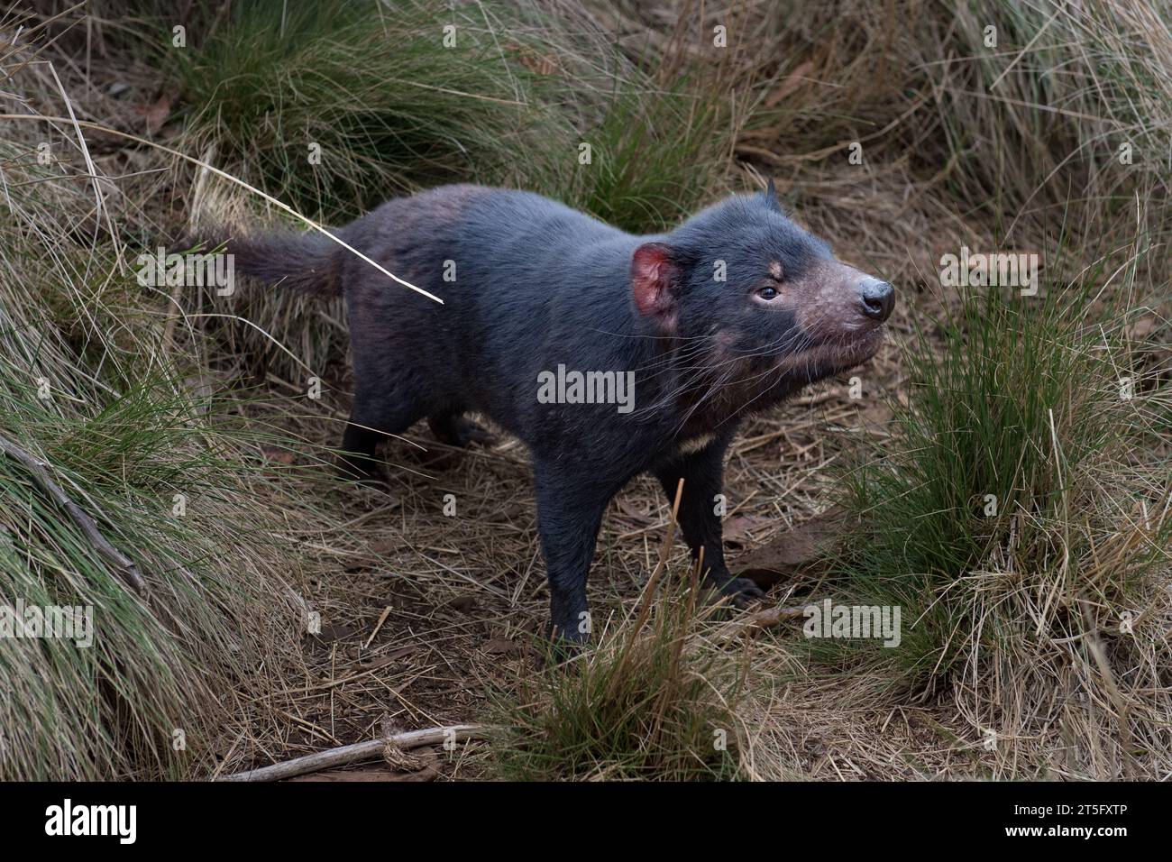 Tasmanian Devils at the Aussie Ark animal sanctuary. Aussie Ark is ...