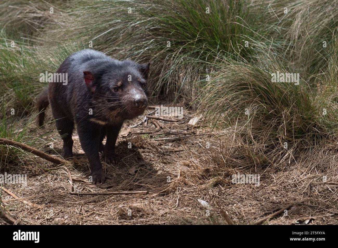 Tasmanian Devils at the Aussie Ark animal sanctuary. Aussie Ark is ...