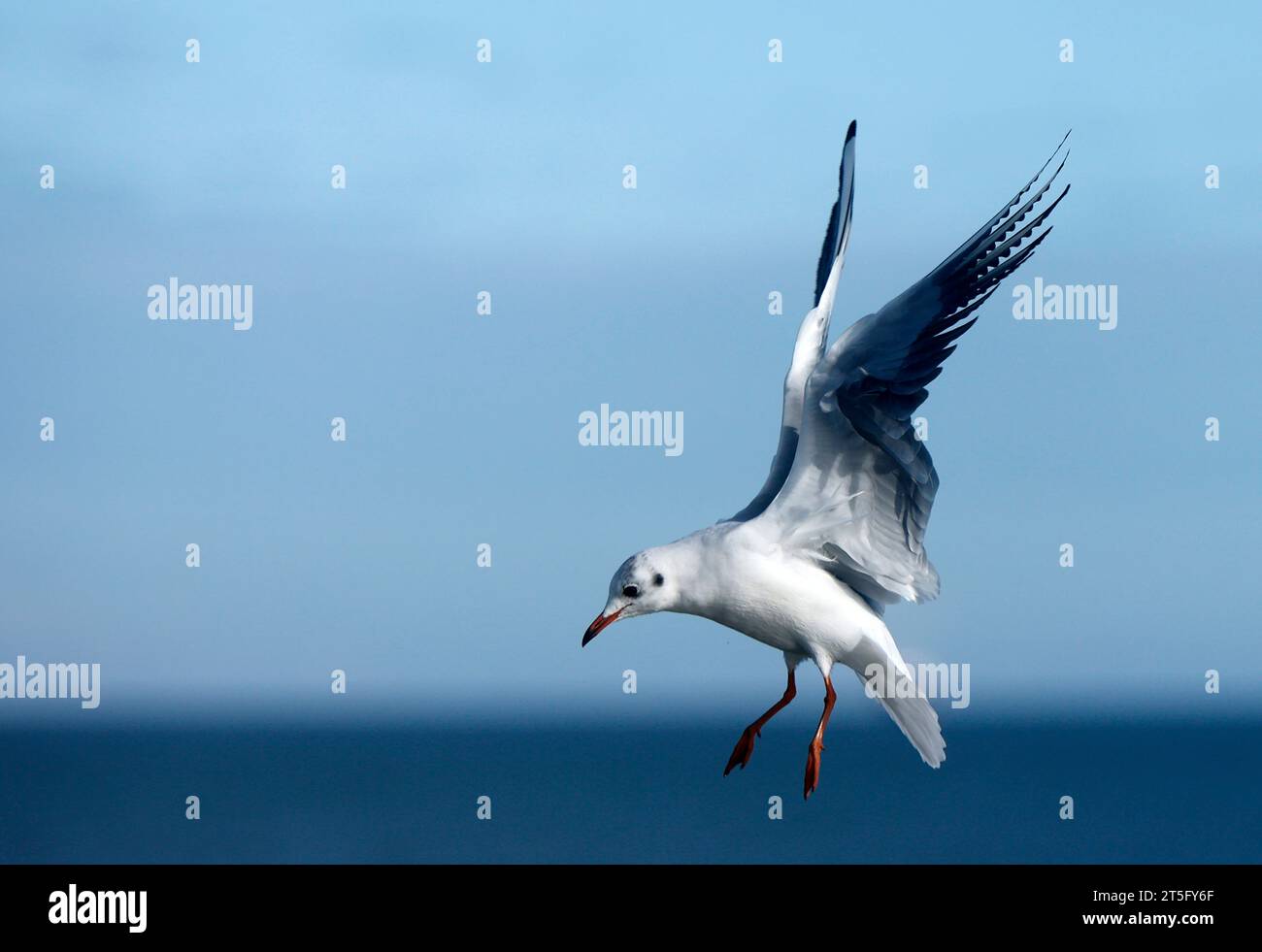 23.10.2023, Seebad Binz an der Ostsee, im Bild: Moewe im Flug *** 23 10 ...
