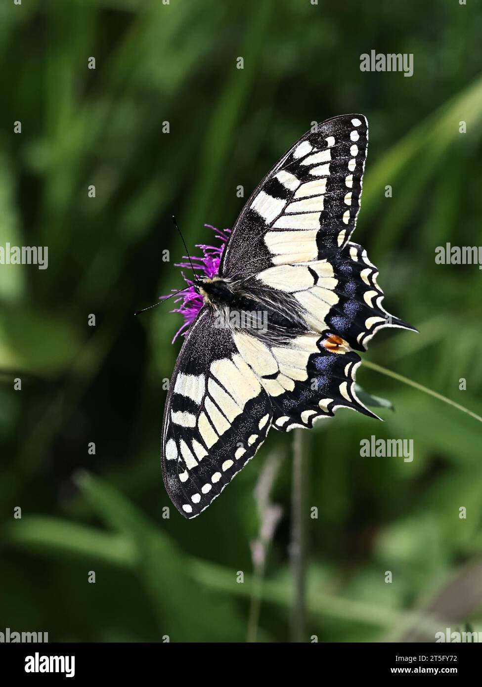 Papilio machaon, commonly known as swallowtail or old world swallowtail ...