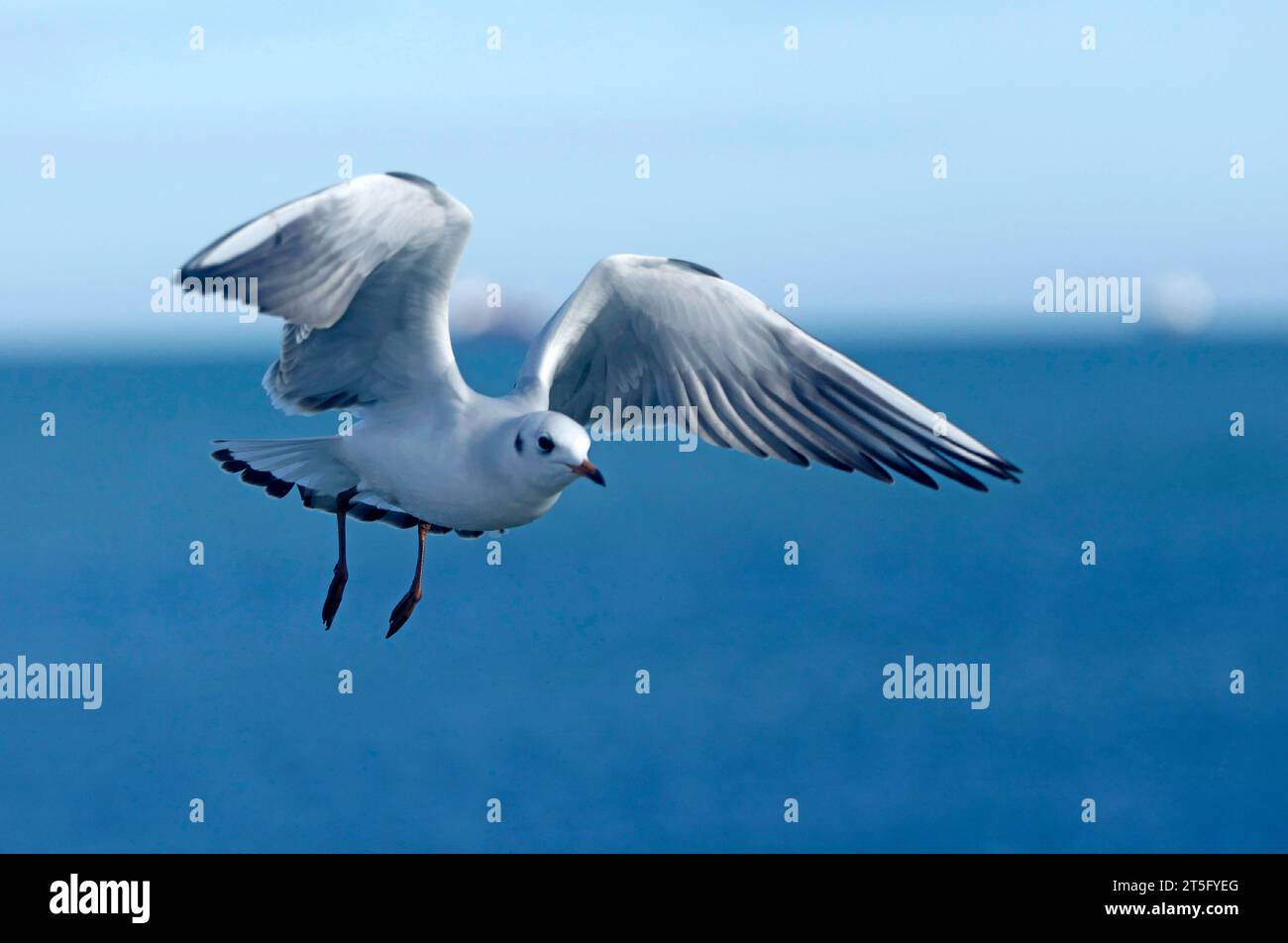 23.10.2023, Seebad Binz an der Ostsee, im Bild: Moewe im Flug *** 23 10 ...