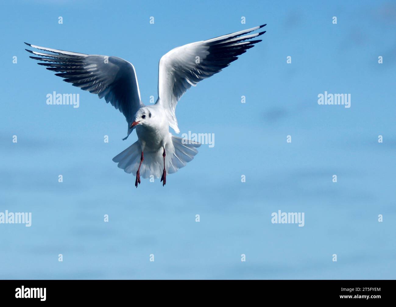 23.10.2023, Seebad Binz an der Ostsee, im Bild: Moewe im Flug *** 23 10 ...