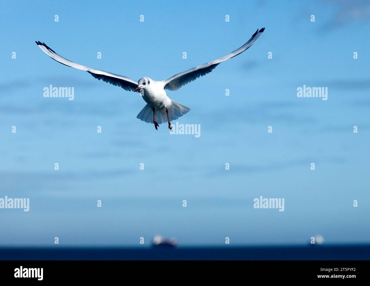23.10.2023, Seebad Binz an der Ostsee, im Bild: Moewe im Flug *** 23 10 ...