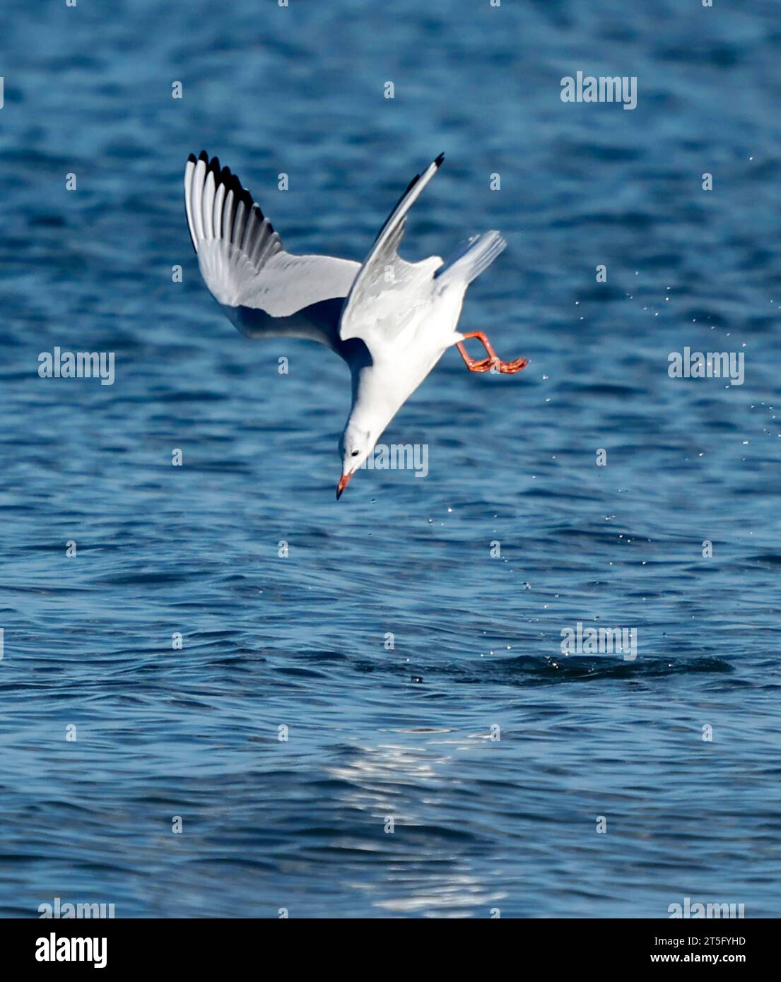 23.10.2023, Seebad Binz an der Ostsee, im Bild: Moewe in Sturzflug ...