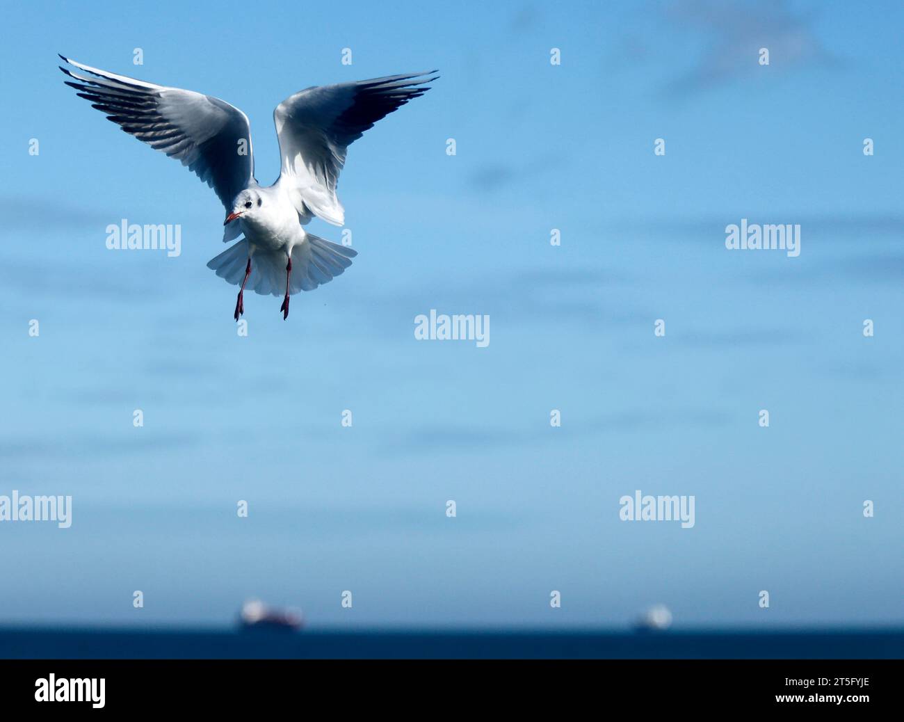 23.10.2023, Seebad Binz an der Ostsee, im Bild: Moewe im Flug *** 23 10 ...