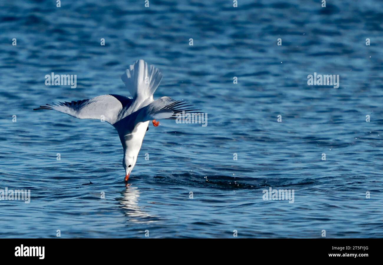 23.10.2023, Seebad Binz an der Ostsee, im Bild: Moewe in Sturzflug ...