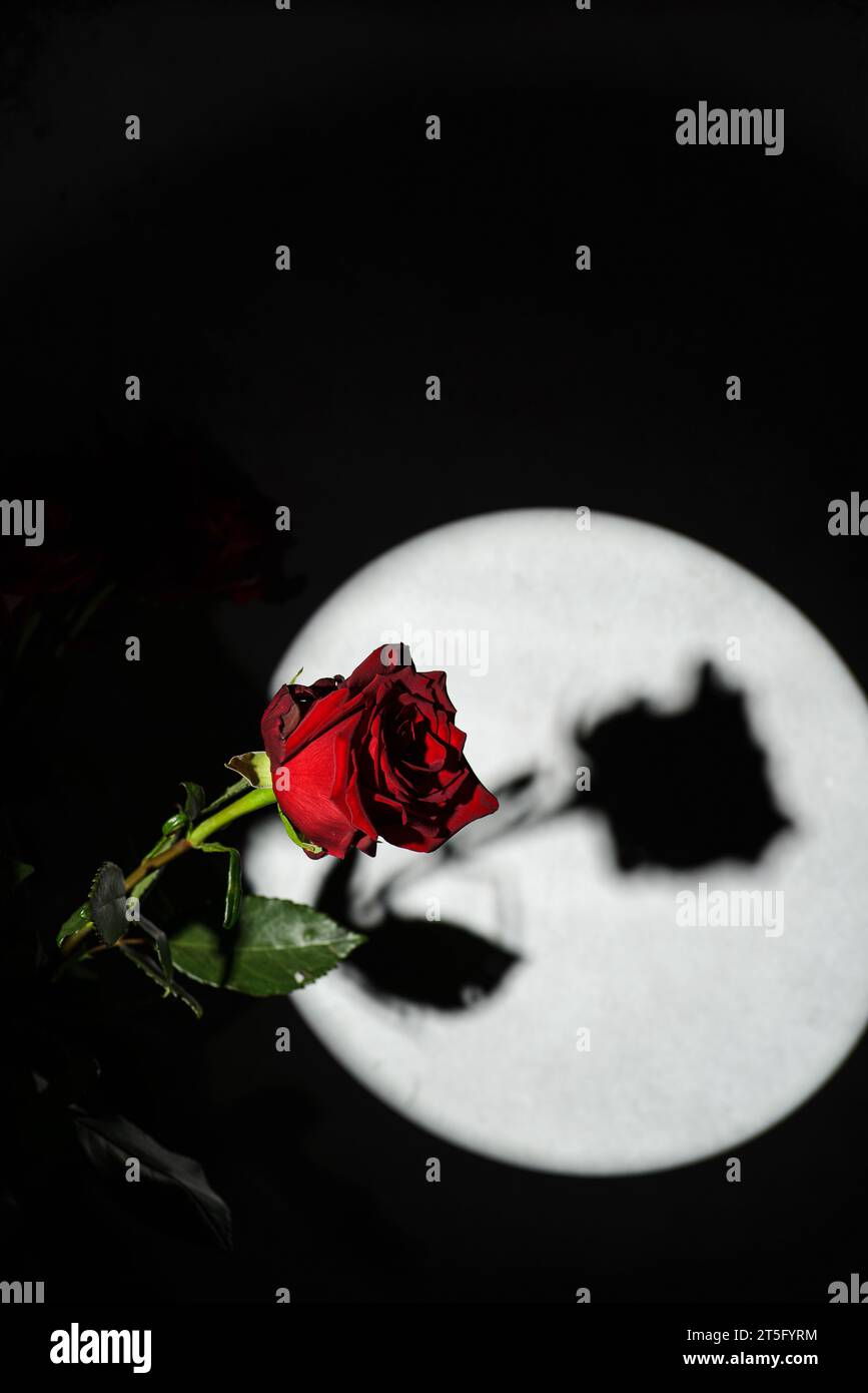 roses on a gray background with a gobo light effect. Black background ...