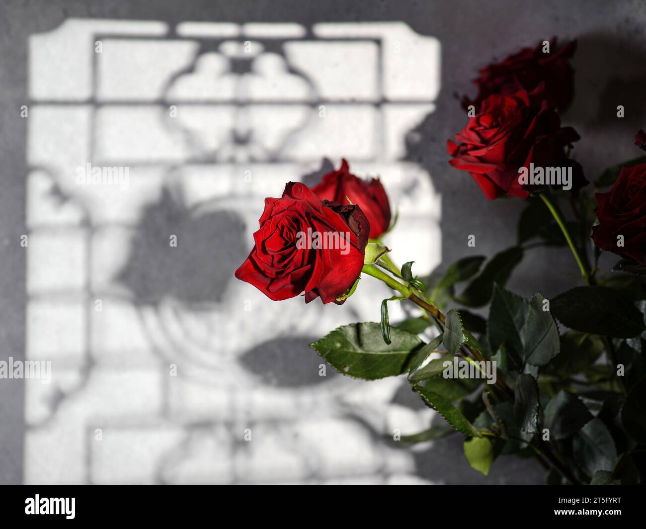 roses on a gray background with a gobo light effect. Black background ...