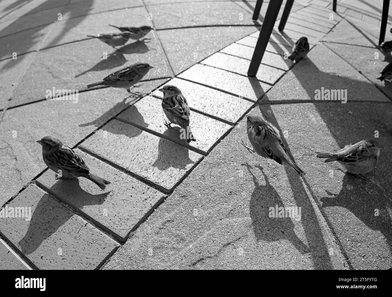 Seebad binz Black and White Stock Photos & Images - Alamy