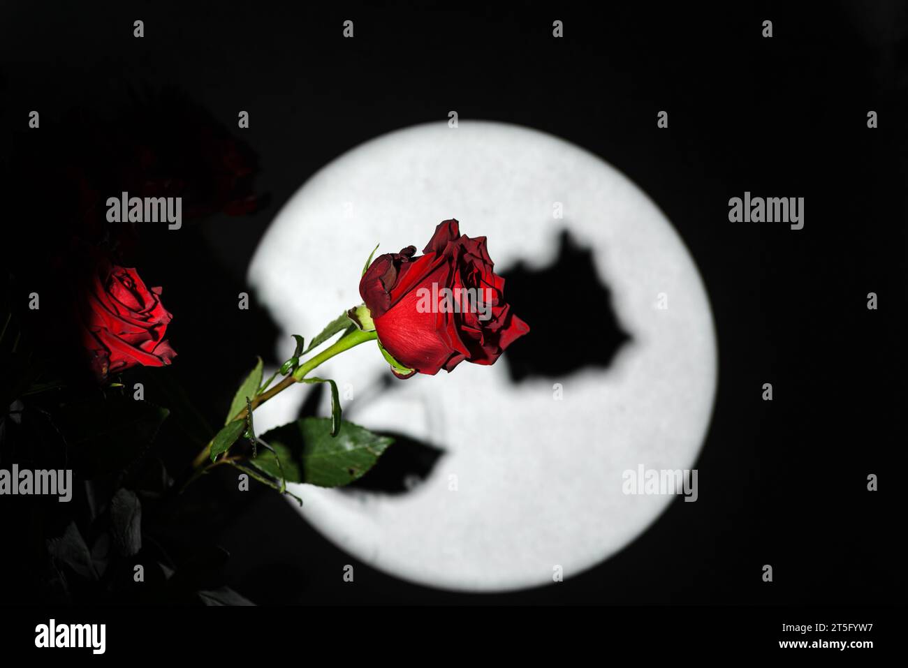 roses on a gray background with a gobo light effect. Black background ...