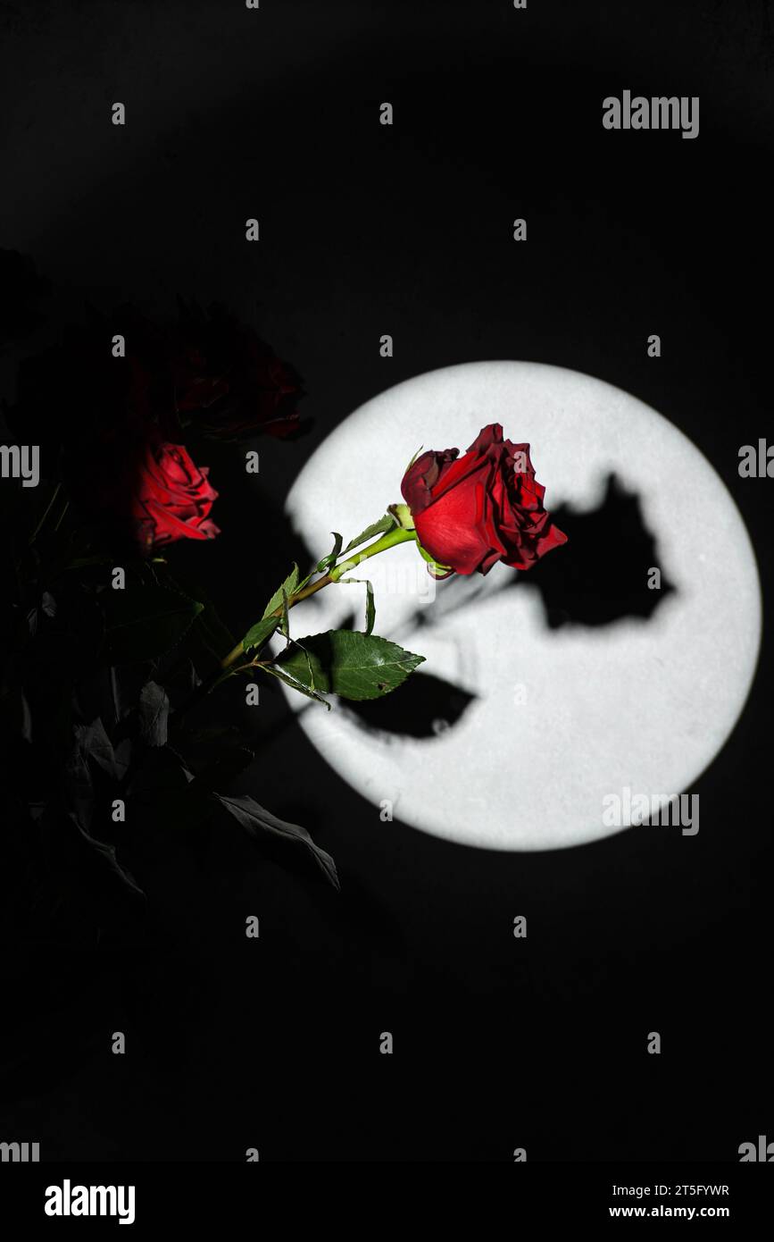 roses on a gray background with a gobo light effect. Black background ...
