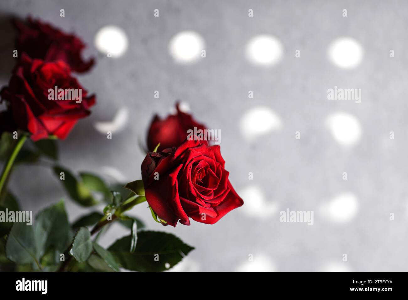 roses on a gray background with a gobo light effect. Black background ...