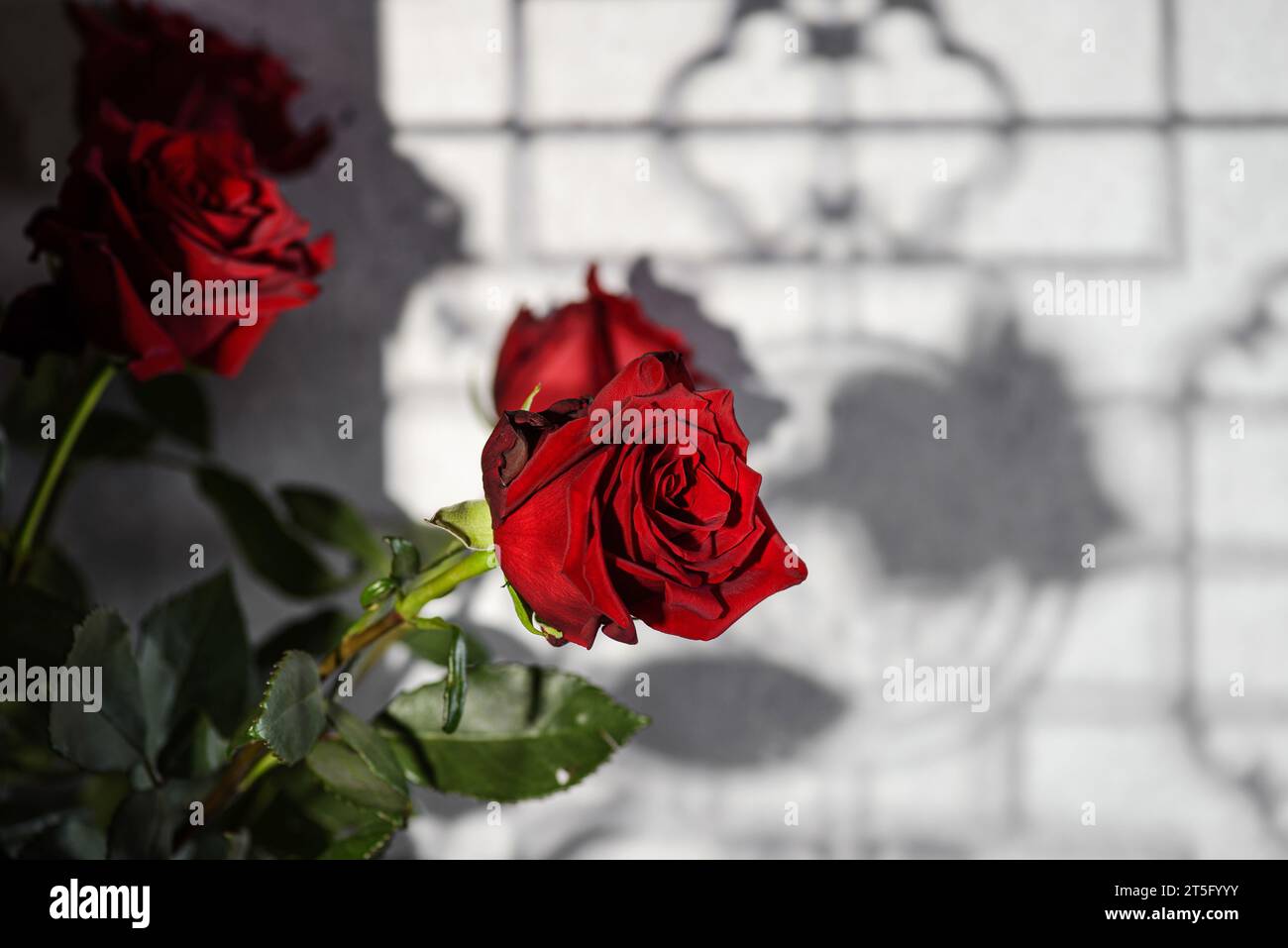 roses on a gray background with a gobo light effect. Black background ...