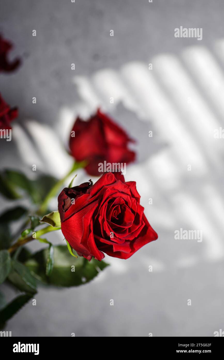 roses on a gray background with a gobo light effect. Black background ...