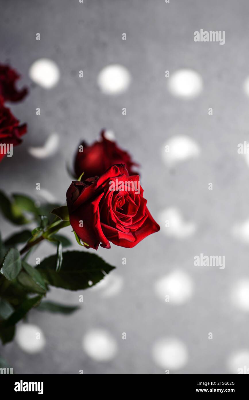 roses on a gray background with a gobo light effect. Black background ...
