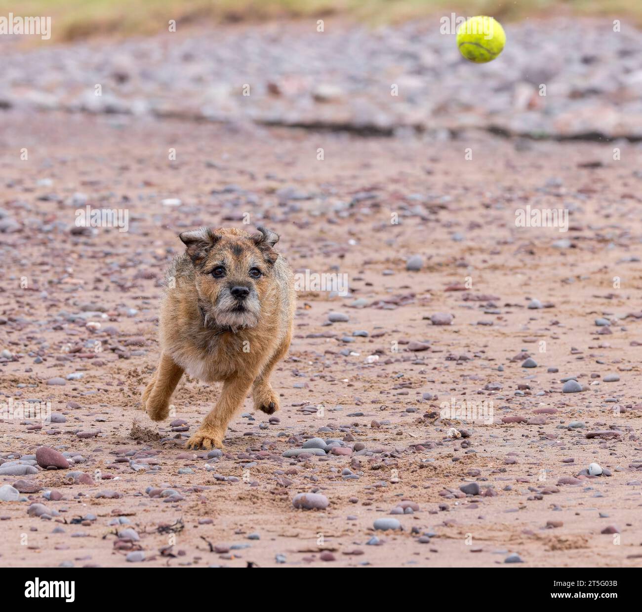 Border Terrier chasing a tennis ball on a sandy beach Stock Photo - Alamy