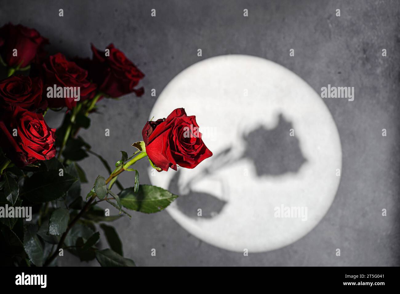 roses on a gray background with a gobo light effect. Black background ...