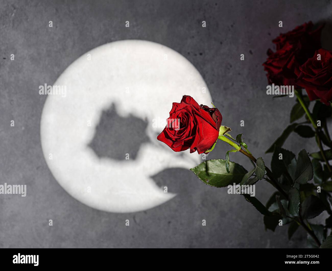 roses on a gray background with a gobo light effect. Black background ...