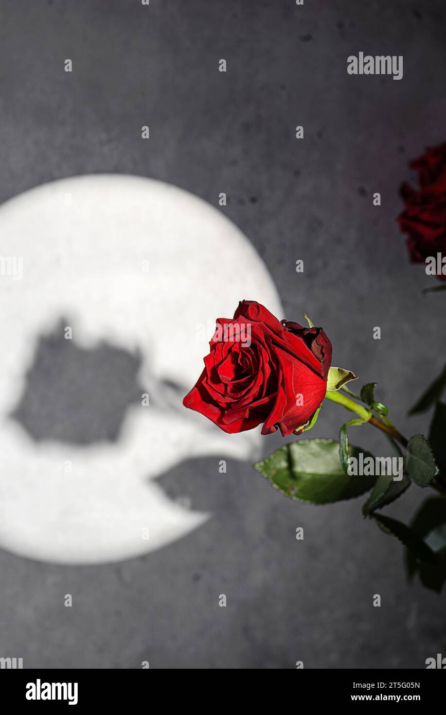 roses on a gray background with a gobo light effect. Black background ...