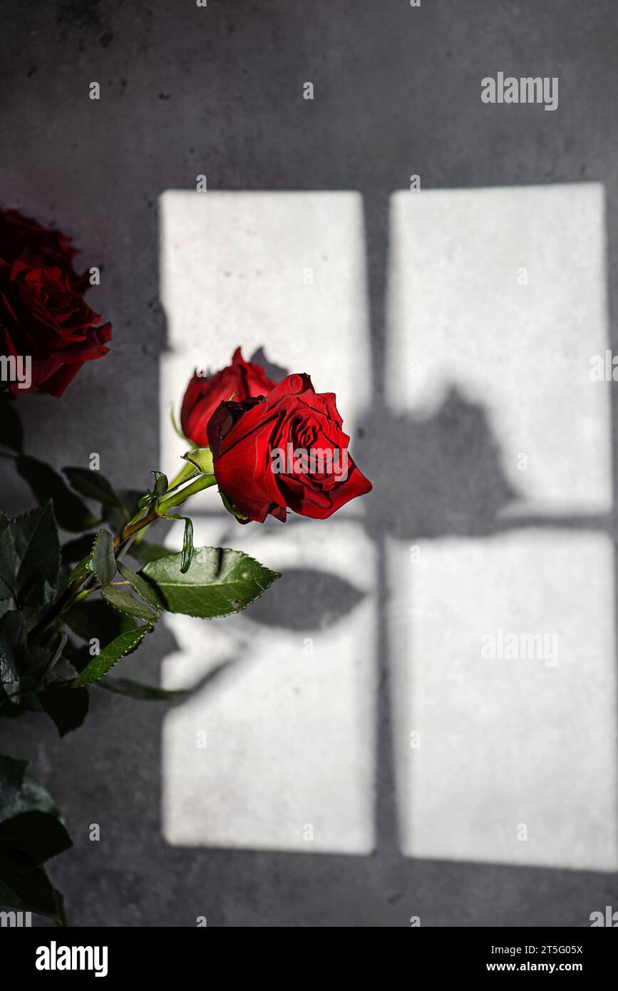 roses on a gray background with a gobo light effect. Black background ...