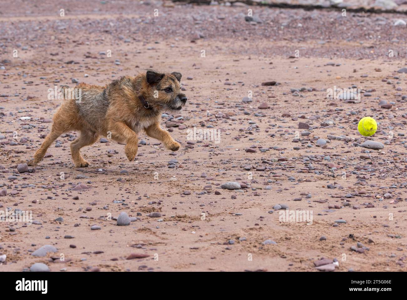 Border Terrier chasing a tennis ball on a sandy beach Stock Photo - Alamy