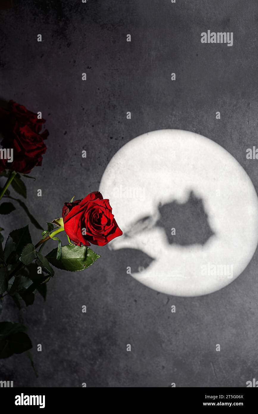 roses on a gray background with a gobo light effect. Black background ...