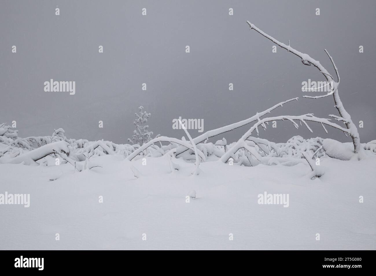 Snowy landscape with snowy branches shapes and textures in the forest ...