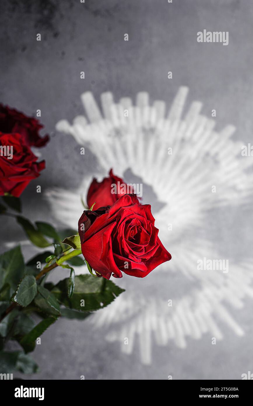 roses on a gray background with a gobo light effect. Black background ...