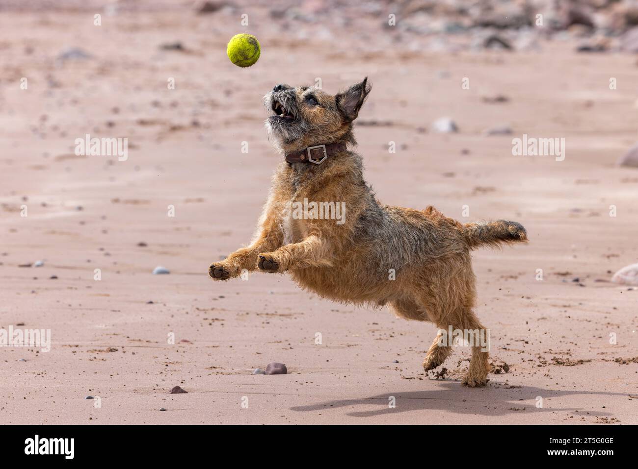 Border Terrier chasing a tennis ball on a sandy beach Stock Photo - Alamy