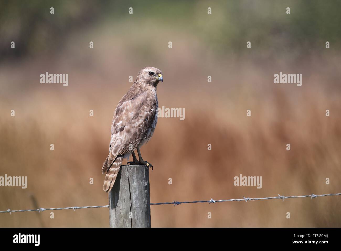 Juvenile Red-tailed Hawk, Buteo jamaicensis, on a post, Florida, USA ...