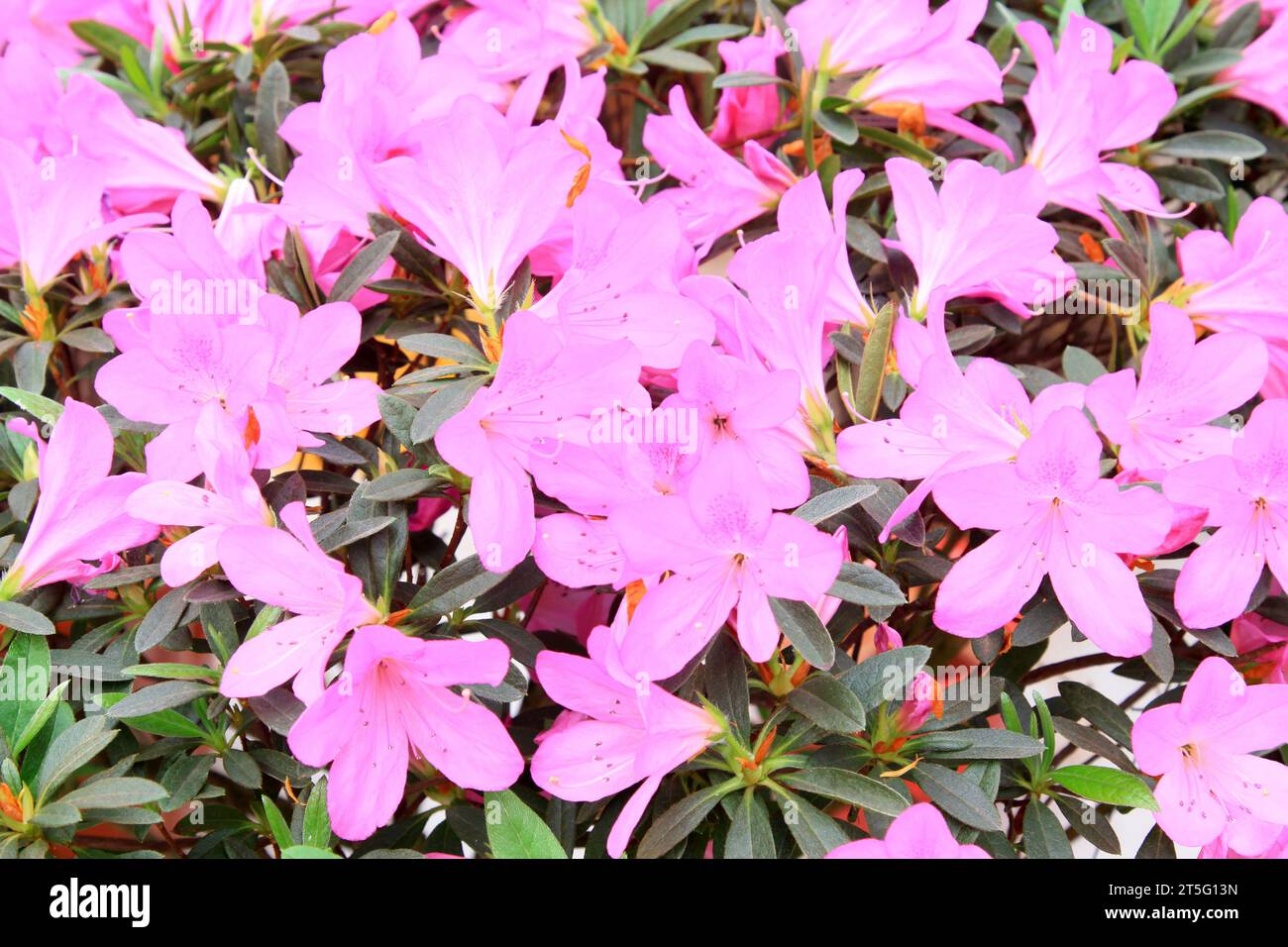 Azalea varieties hi-res stock photography and images - Alamy