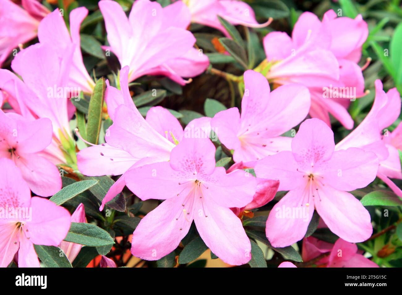 Azalea varieties hi-res stock photography and images - Alamy