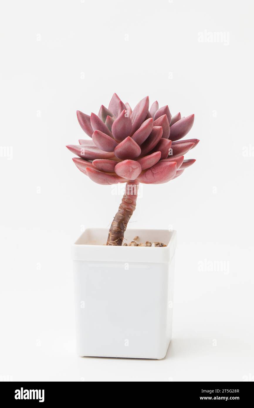 Succulent houseplant Echeveria Ruby Donna in small white plastic pot on ...